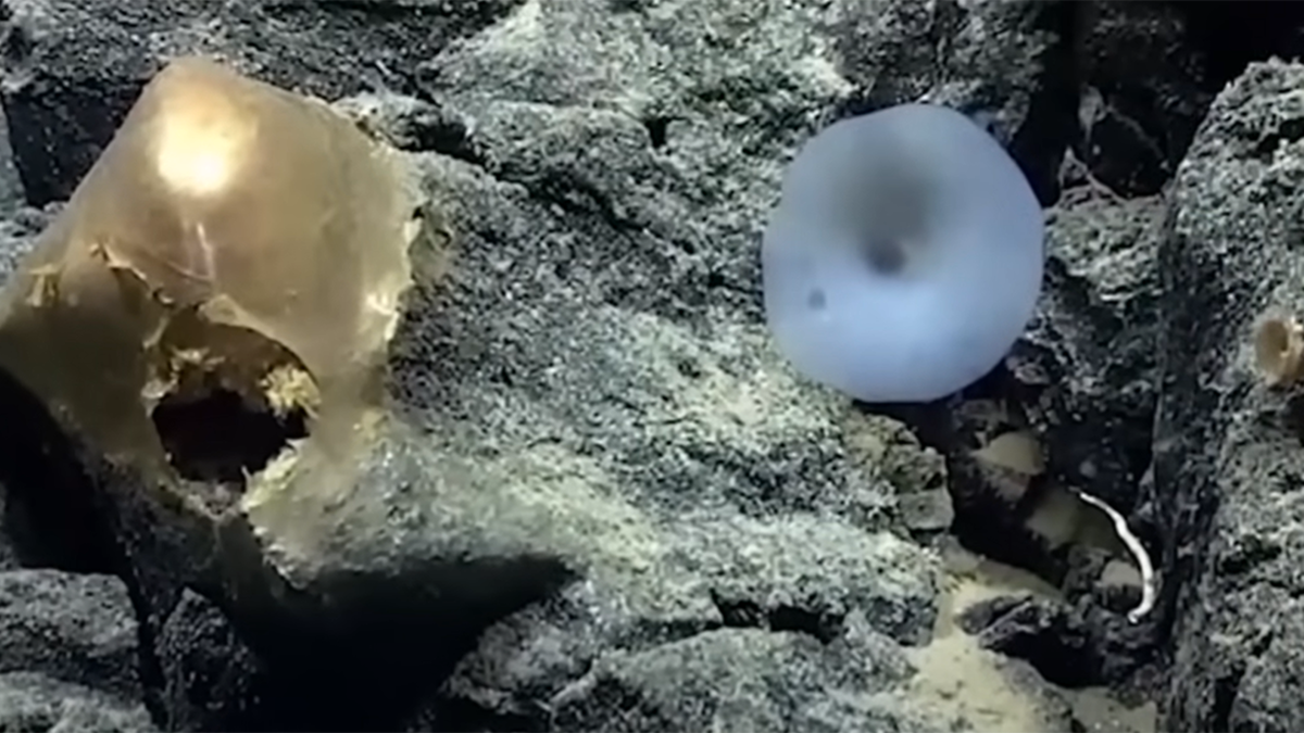 Encontraron un extraño orbe dorado en las profundidades del océano. Su ...