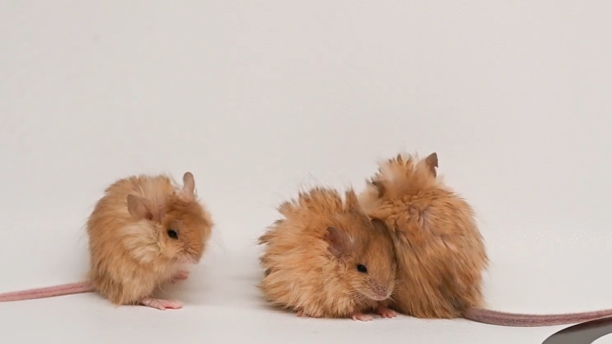 Querían traer a la vida al mamut, pero de momento solo han conseguido ...